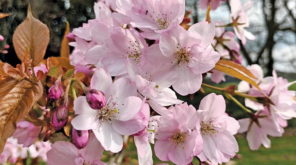 Tree a Week: Prunus ‘Yae-murasaki-zakura’ AGM | HortWeek
