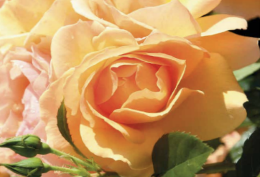 Visitors make beeline for relaunched ‘Queen Bee’ rose | HortWeek