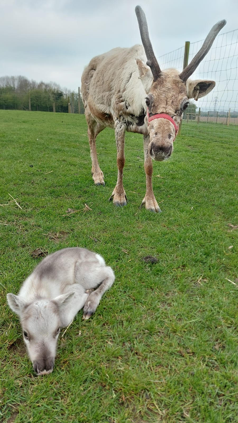 Baby reindeer cheers garden centre as sales head down | HortWeek