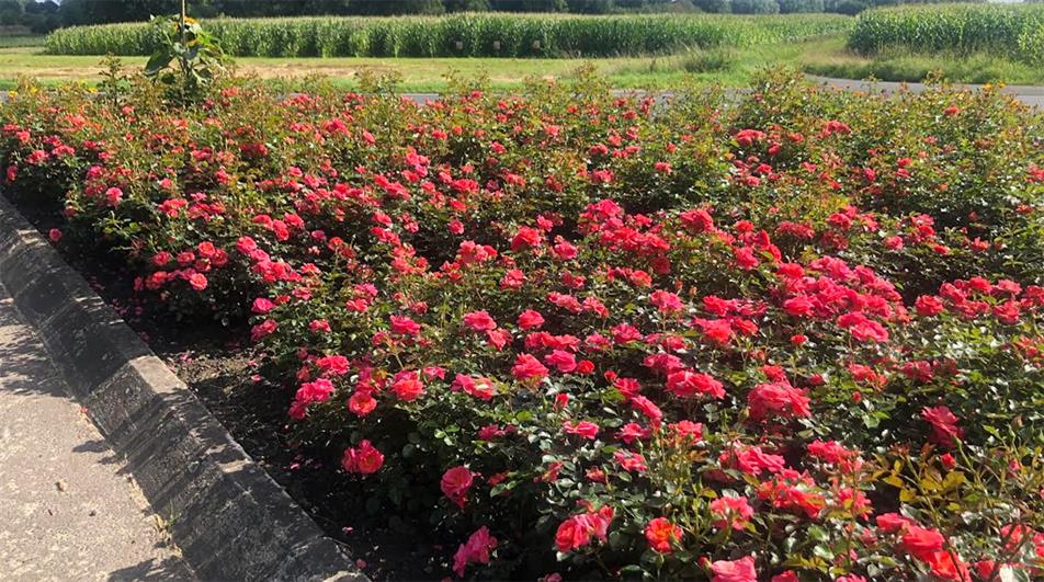 Rose award backs up European success | HortWeek