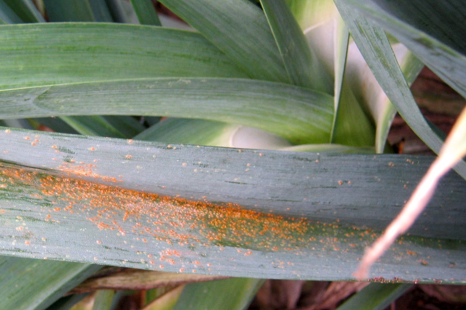 Positive results for leek rust control trial | HortWeek