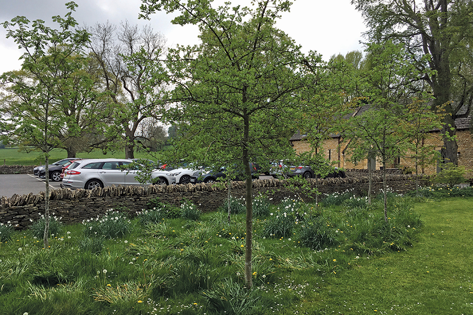 Head gardener: Ideal planting to screen buildings and car parks | HortWeek