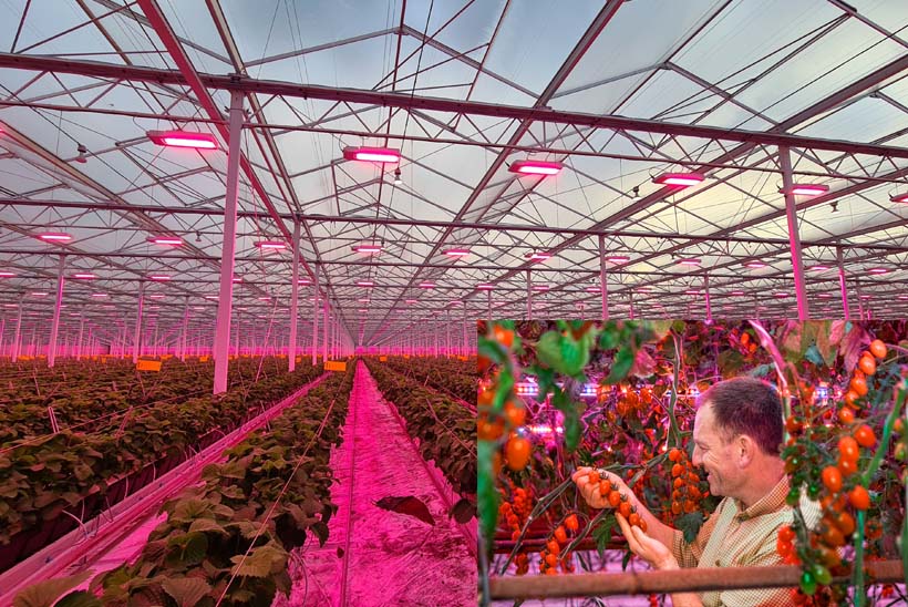 How LED grow lights can help improve crop production | HortWeek