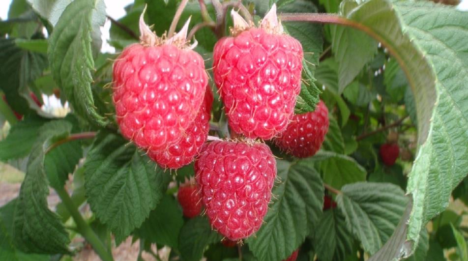 Hutton seeks to secure future of Scottish raspberry breeding industry ...