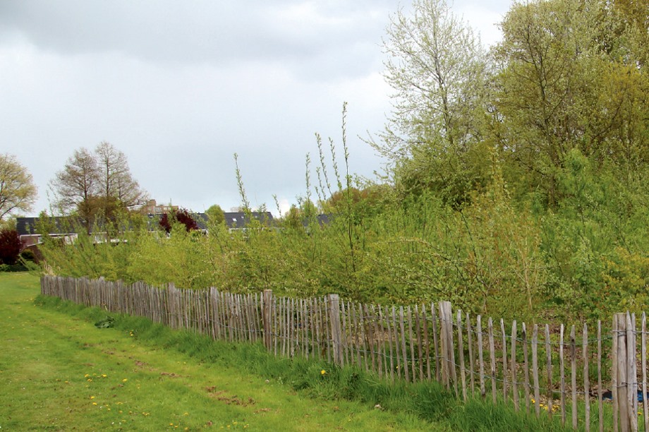 "Tiny forests" can be biodiversity hotspots in urban environments, say ...