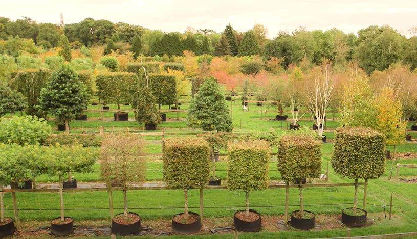 Hillier Nurseries achieves ISO 14001 and joins The Planet Mark | HortWeek