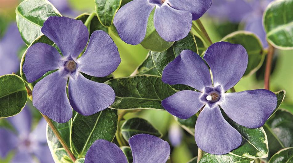 Climate Change Resilience: Plants for cooling, frost resilience and ...