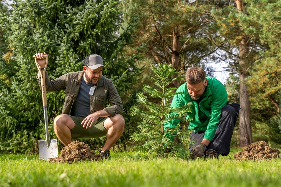 Dinosaur wollemi pine trees from Australia begin new life in UK | HortWeek