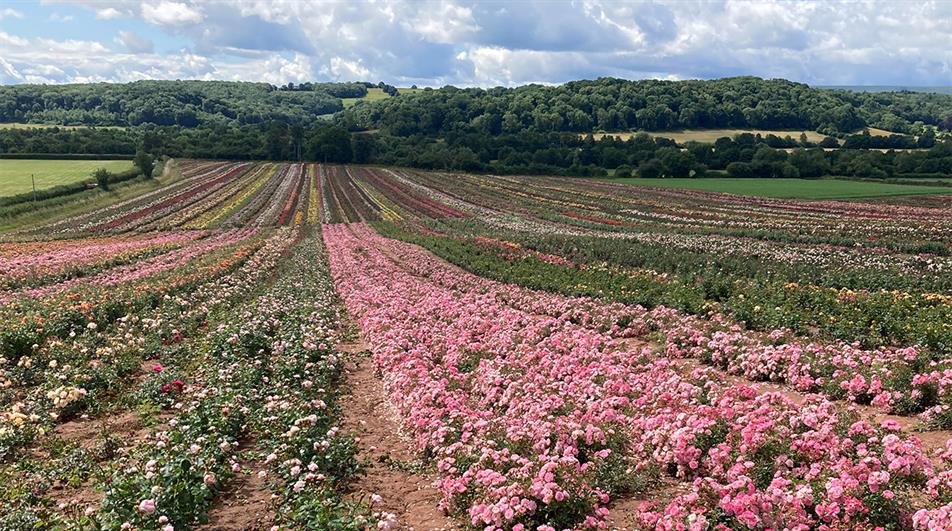 Allensmore Nurseries' rosy future | HortWeek