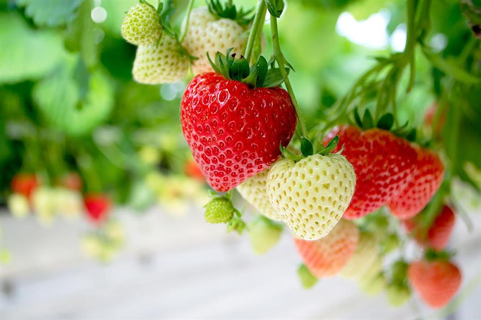 BerryWorld celebrates 30 years with four new varieties | HortWeek