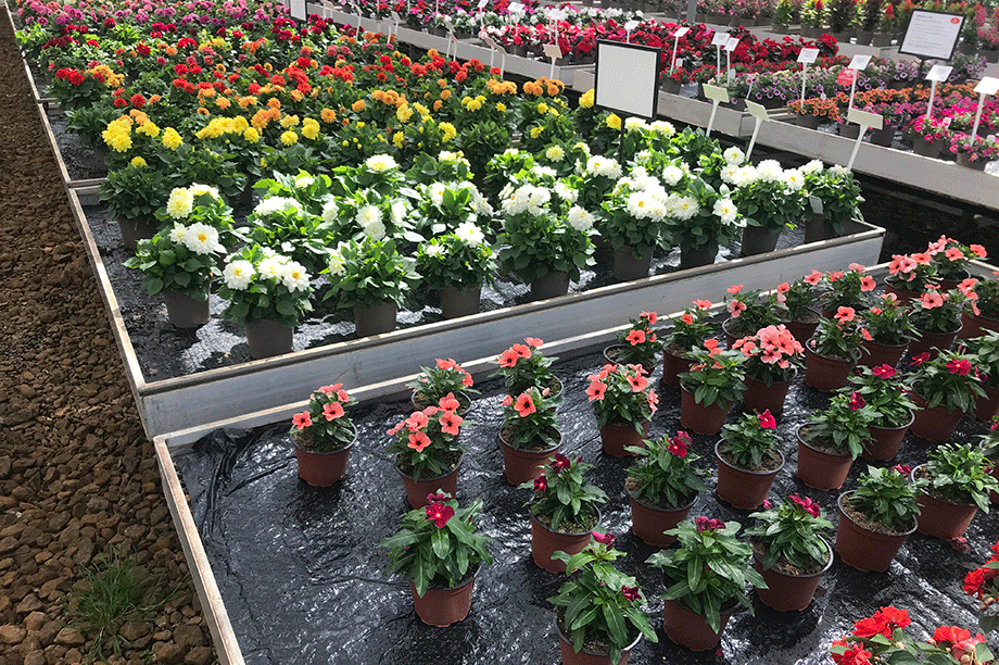 No long-term effects for Ball Horticultural after lockdown hit | HortWeek