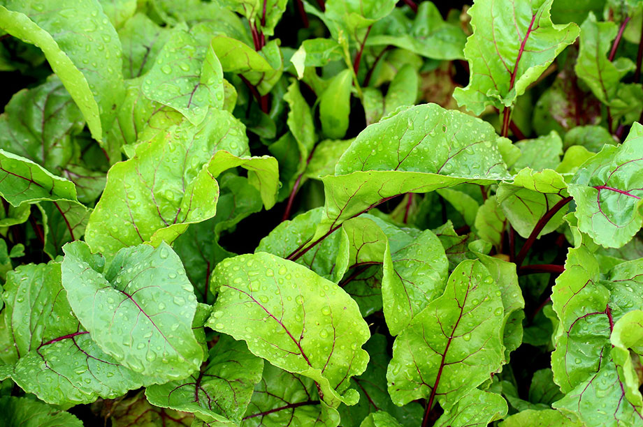 Alert: pests and diseases affecting beetroot and chard | HortWeek