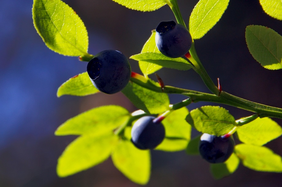 Blueberry-bilberry hybrid "to deliver darker, healthier flesh" | HortWeek