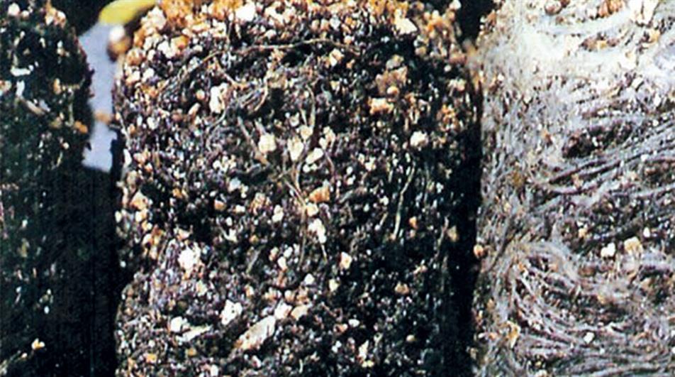 Black root rot: Hygiene measures and disinfectants can help protect ...