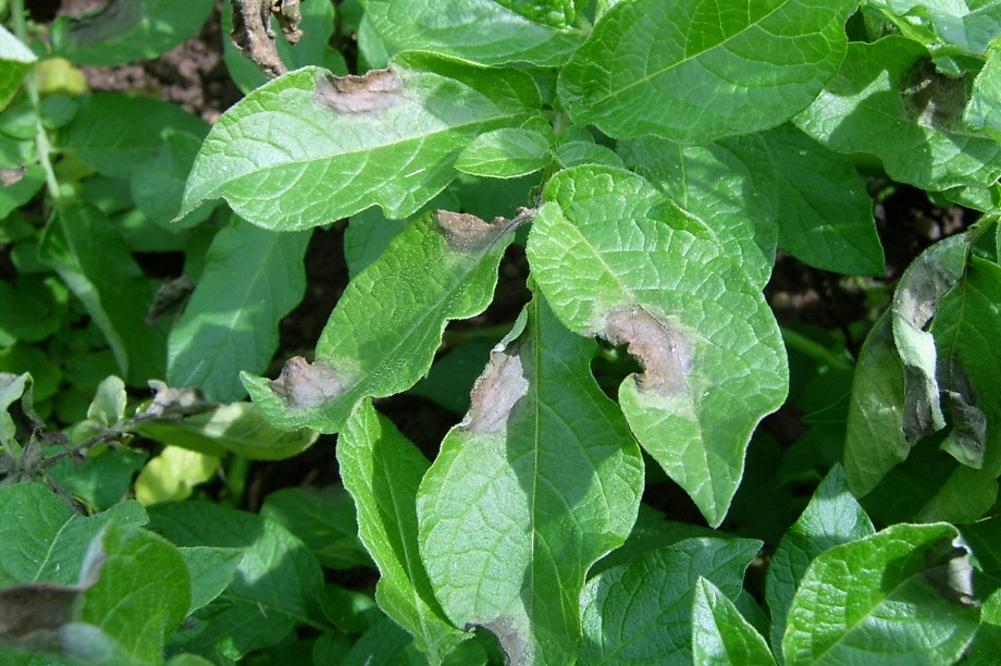 New potato blight control offers dual action | HortWeek