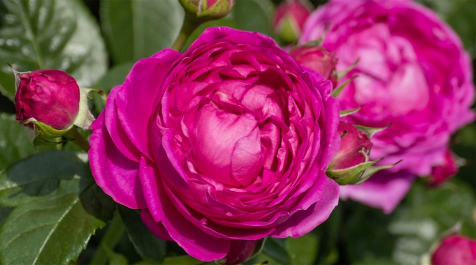 Blue Diamond Garden Centres to launch two new roses at RHS Hampton ...