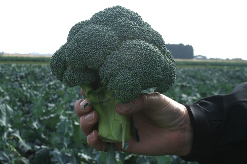 Dutch field robot harvests only right-sized broccoli | HortWeek