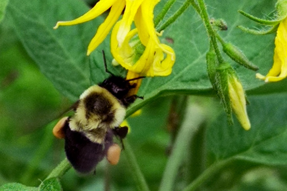 Consider lit glasshouse from bumblebees' point of view, says Koppert ...