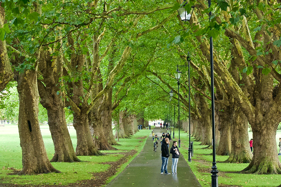 Are canopy cover targets the best way to maximise the benefits of trees ...