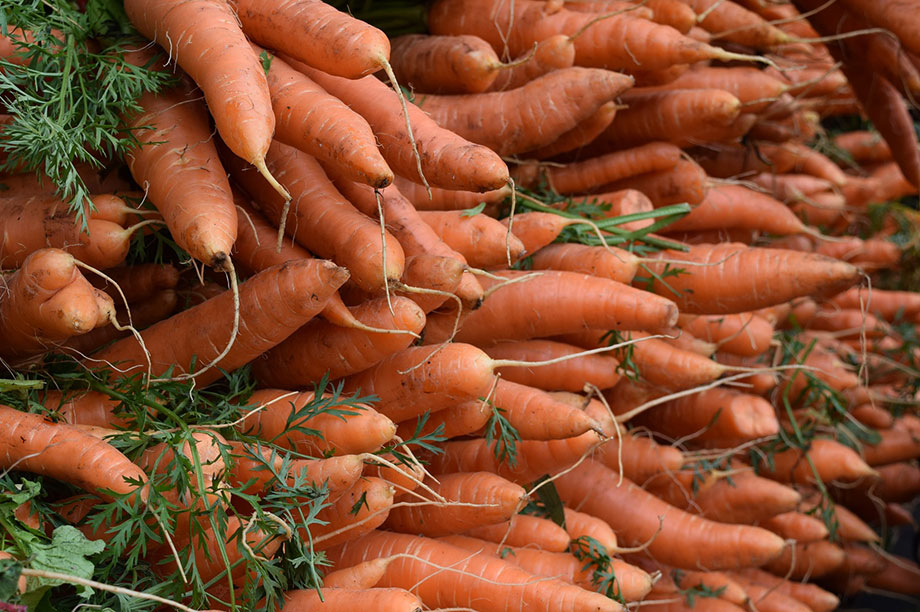 Alert: Pythium rot on carrots | HortWeek