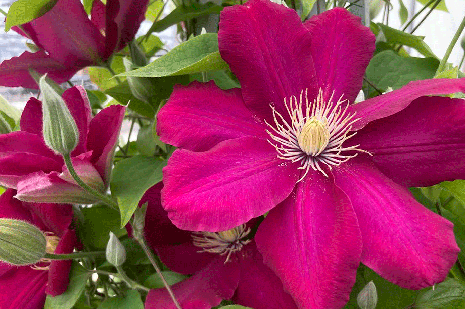 Raymond Evison launches new clematis | HortWeek