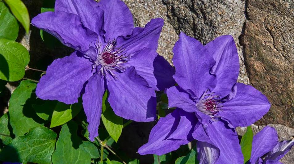 Raymond Evison Clematis - new plants and sponsorship confirmed for 2024 ...