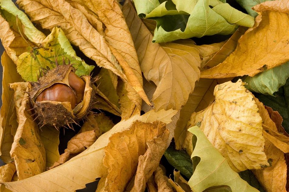 False autumn worries Kew as trees come under more climate stress | HortWeek