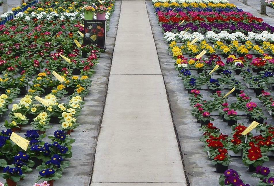 Burston and Rudy Raes to hold primrose festival | HortWeek