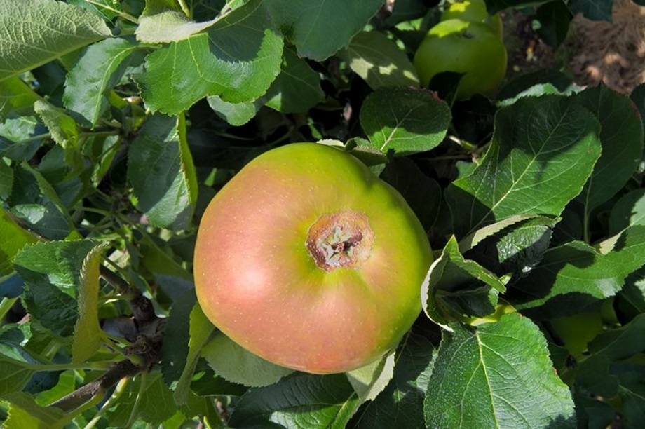 Tesco to accept apples with "widespread" frost ring defects | HortWeek
