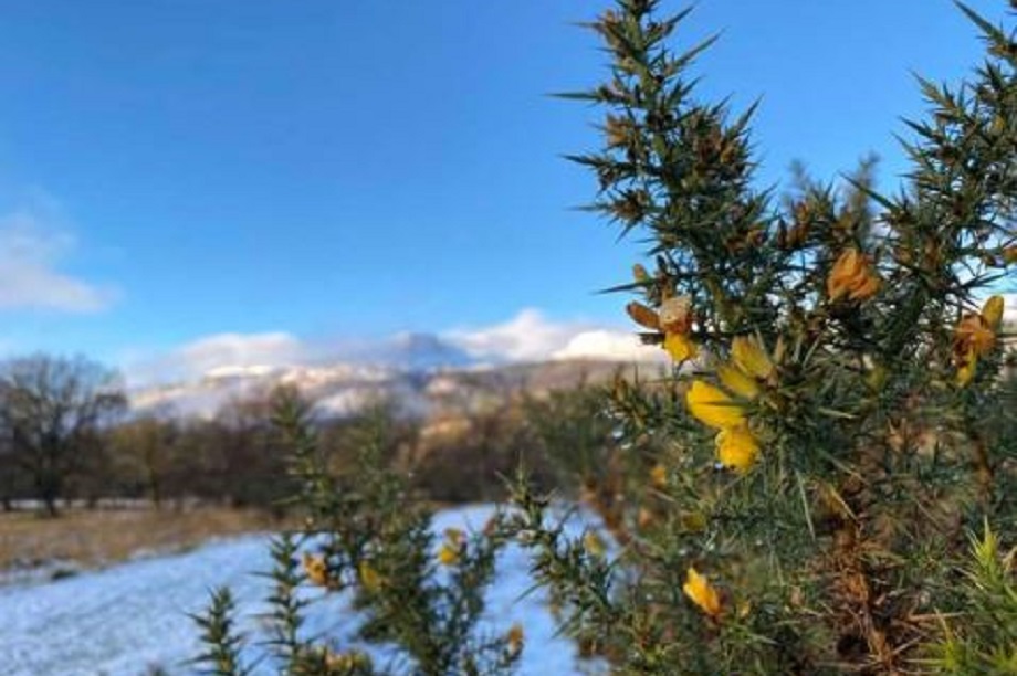 Cold snap impacts number of wild or naturalised plant species in bloom ...