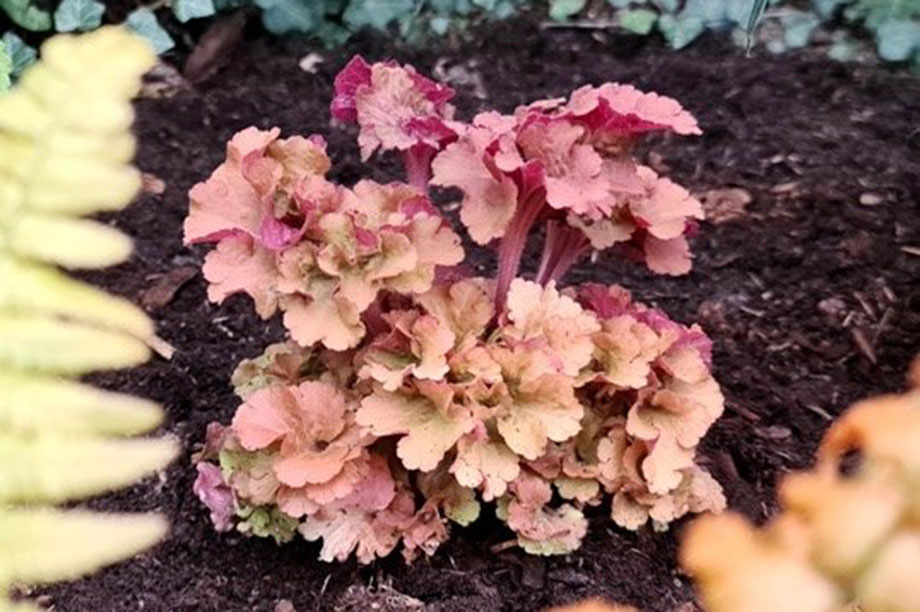 RHS Plant of the Year favourites | HortWeek