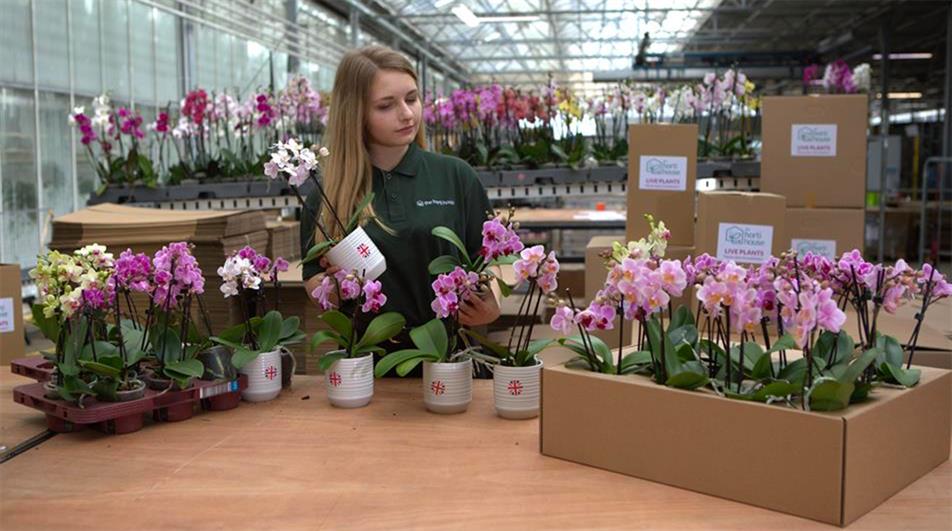 Horti House springboards garden centres to UK peat-free indoor plants ...