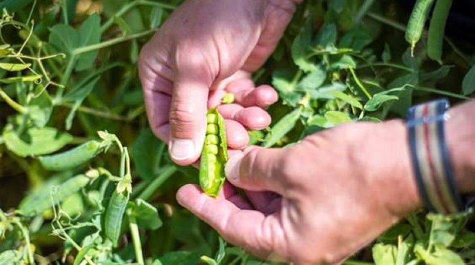 Great British Pea Week returns for eighth year | HortWeek
