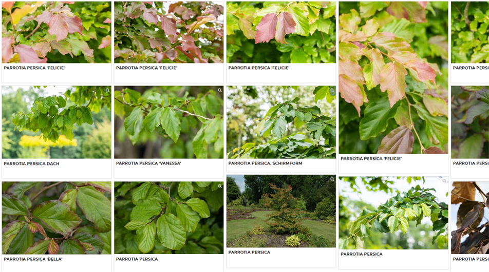 Garden Connect launches comprehensive plant database | HortWeek