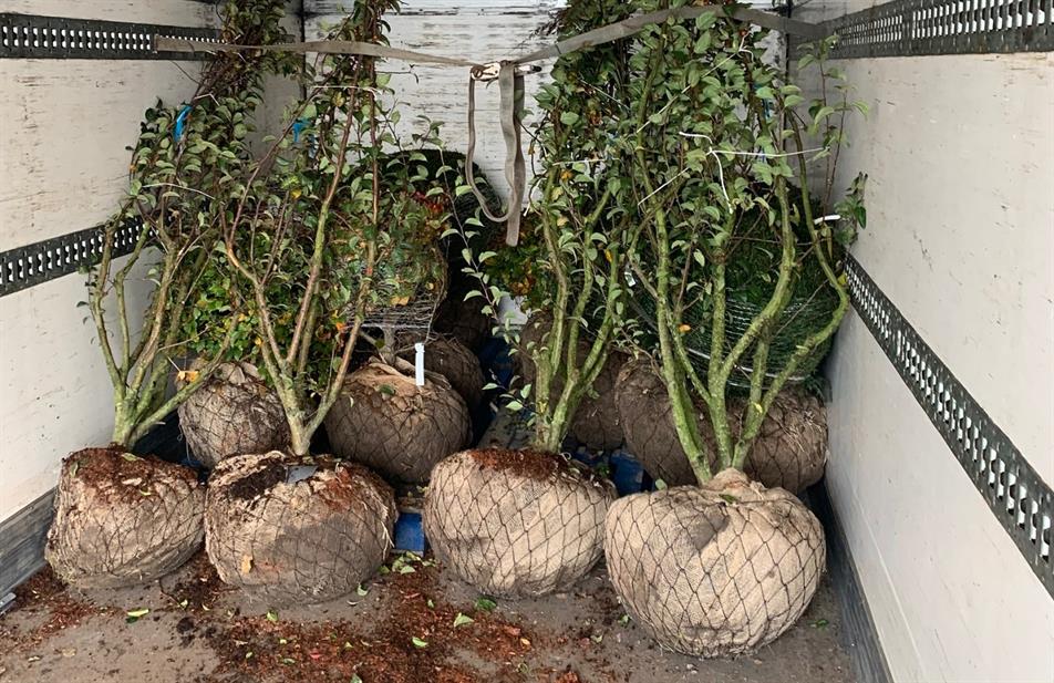 More damaged plants at BCPs | HortWeek