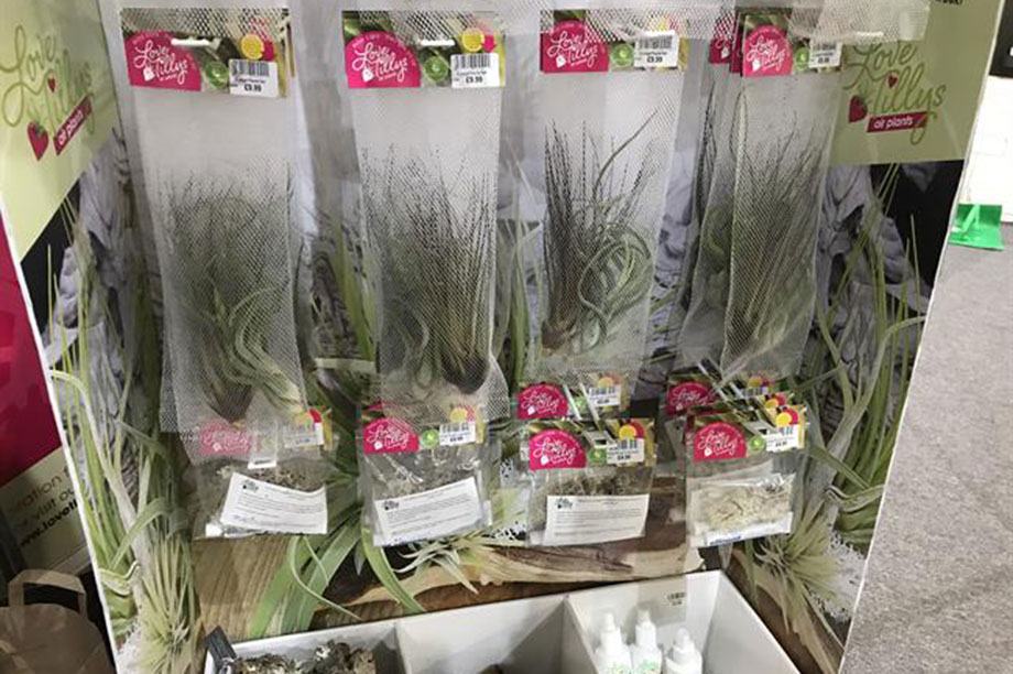 DIY houseplant kits on trend | HortWeek