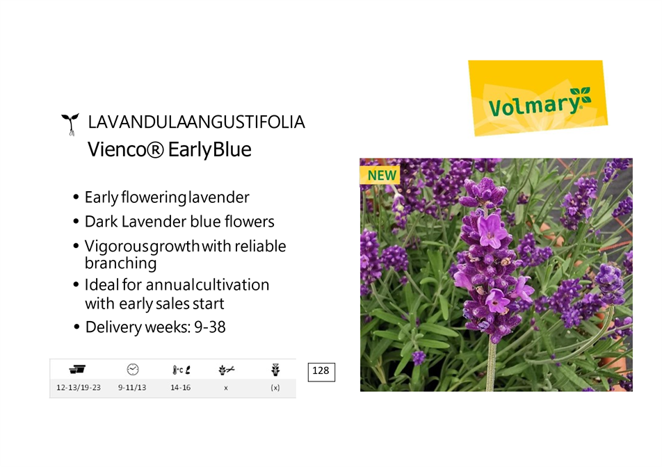 Volmary present new introductions | HortWeek