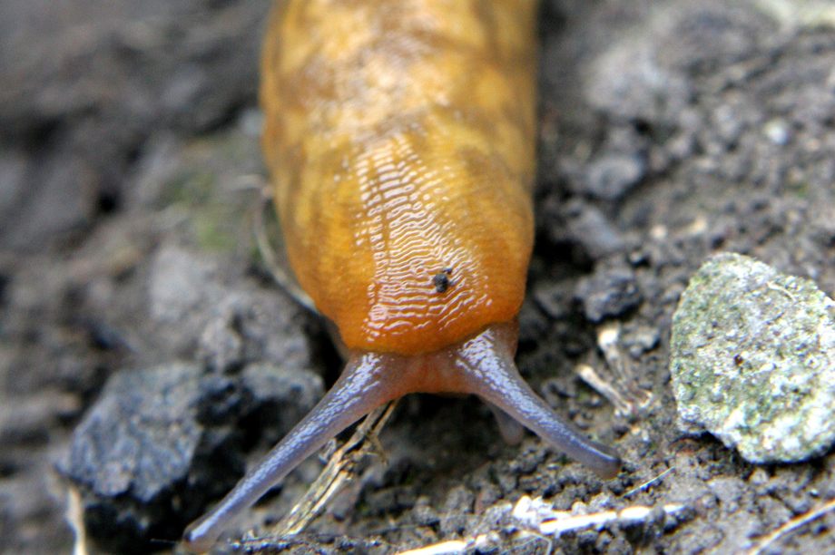 Alert: slug, Japanese flea beetle, ramularia leaf spot and downy mildew ...