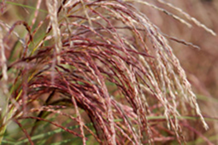 Miscanthus sinensis 'Red Cloud' | HortWeek