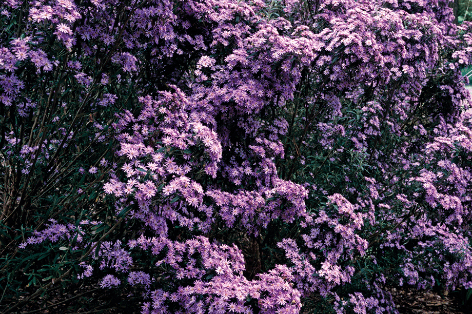 Olearia | HortWeek
