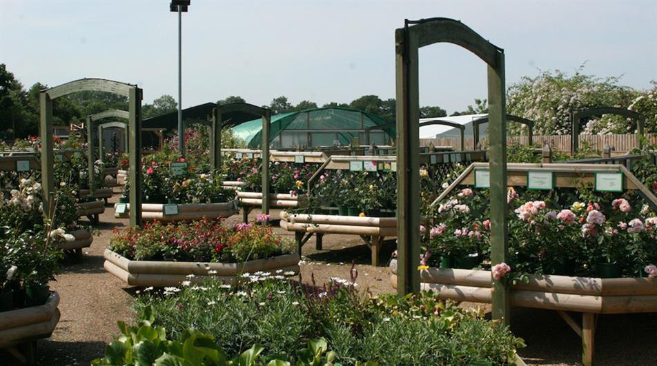 Who might buy Peter Beales Roses? | HortWeek