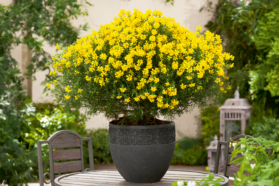 Genista | HortWeek