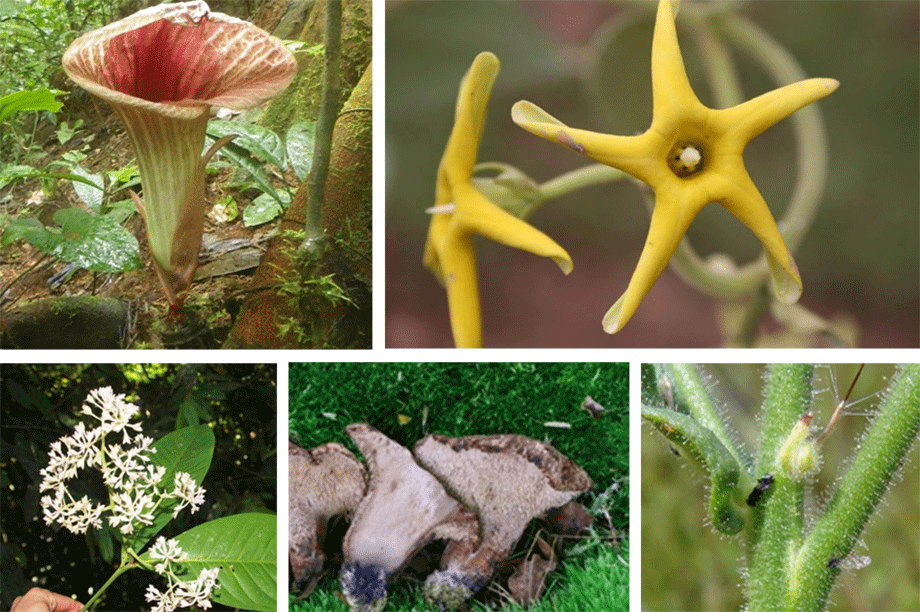 Kew names top 10 new plant species | HortWeek