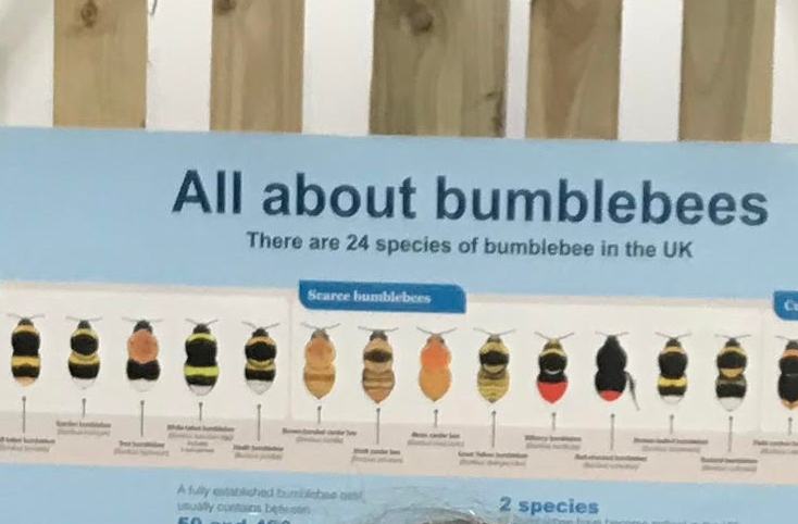 New bee campaign launched by Defra | HortWeek