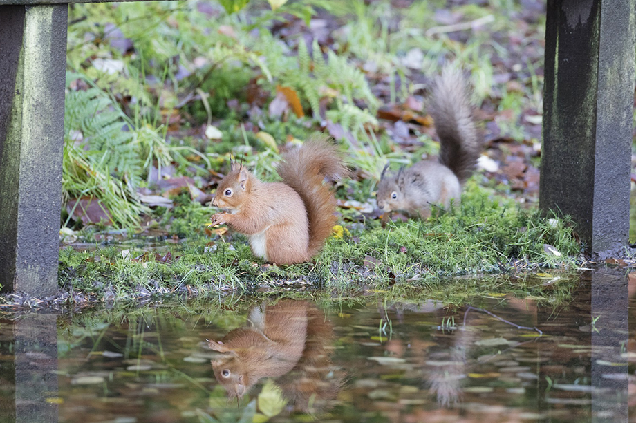 Red squirrels action plan launched as hints rise of revival | HortWeek