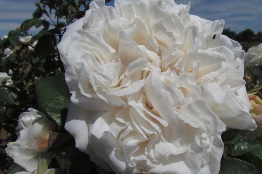 New rose for BBC Gardeners' World Live | HortWeek