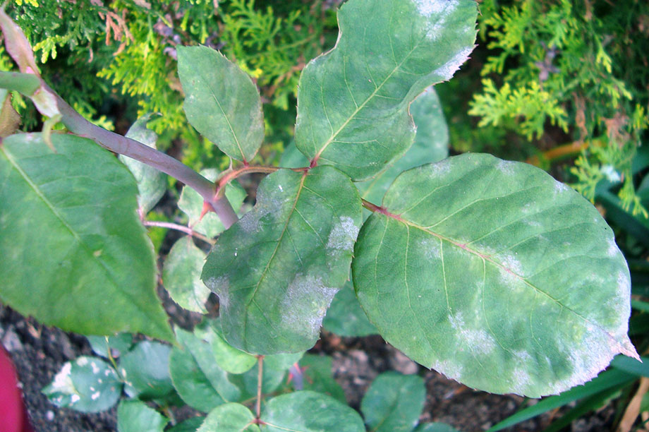 Alert: downy and powdery mildew | HortWeek
