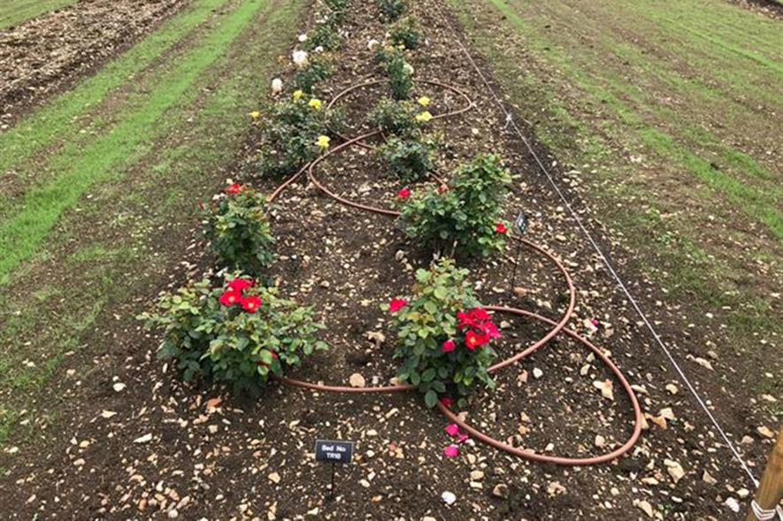 Rochford International Rose Trials reaches 1,000 plants | HortWeek