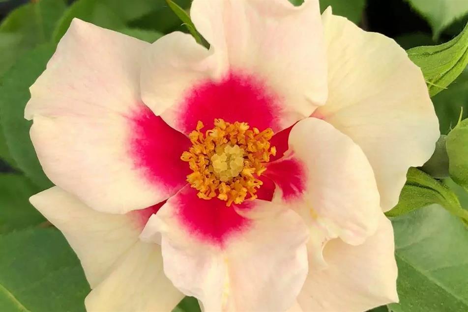 Ten roses win top awards | HortWeek