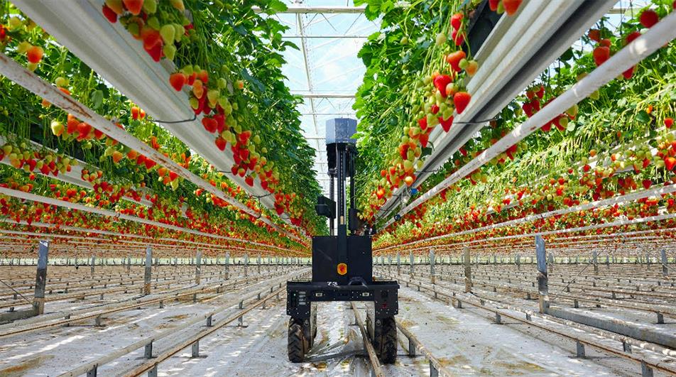 Summer Berry Co goes robotic | HortWeek